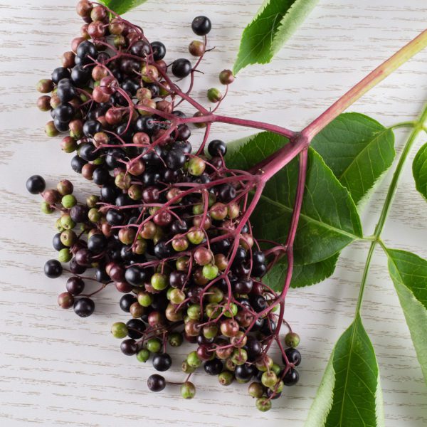 Olive Lucy – Gourmet Olive Oils and Balsamic Vinegars