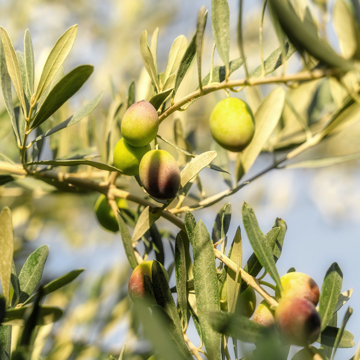 Olive Lucy – Gourmet Olive Oils and Balsamic Vinegars