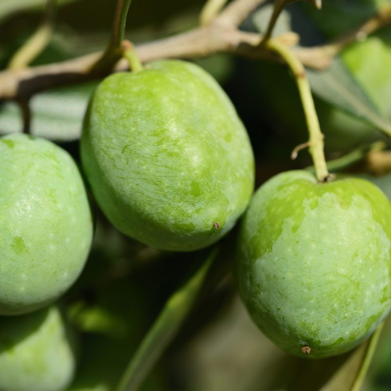 Olive Lucy – Gourmet Olive Oils and Balsamic Vinegars