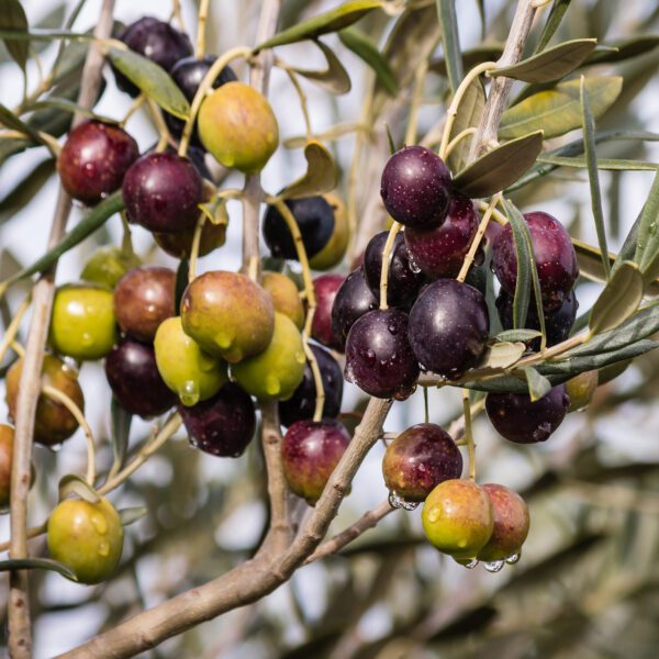 Estate Reserve Extra Virgin Olive Oil – Olive Lucy